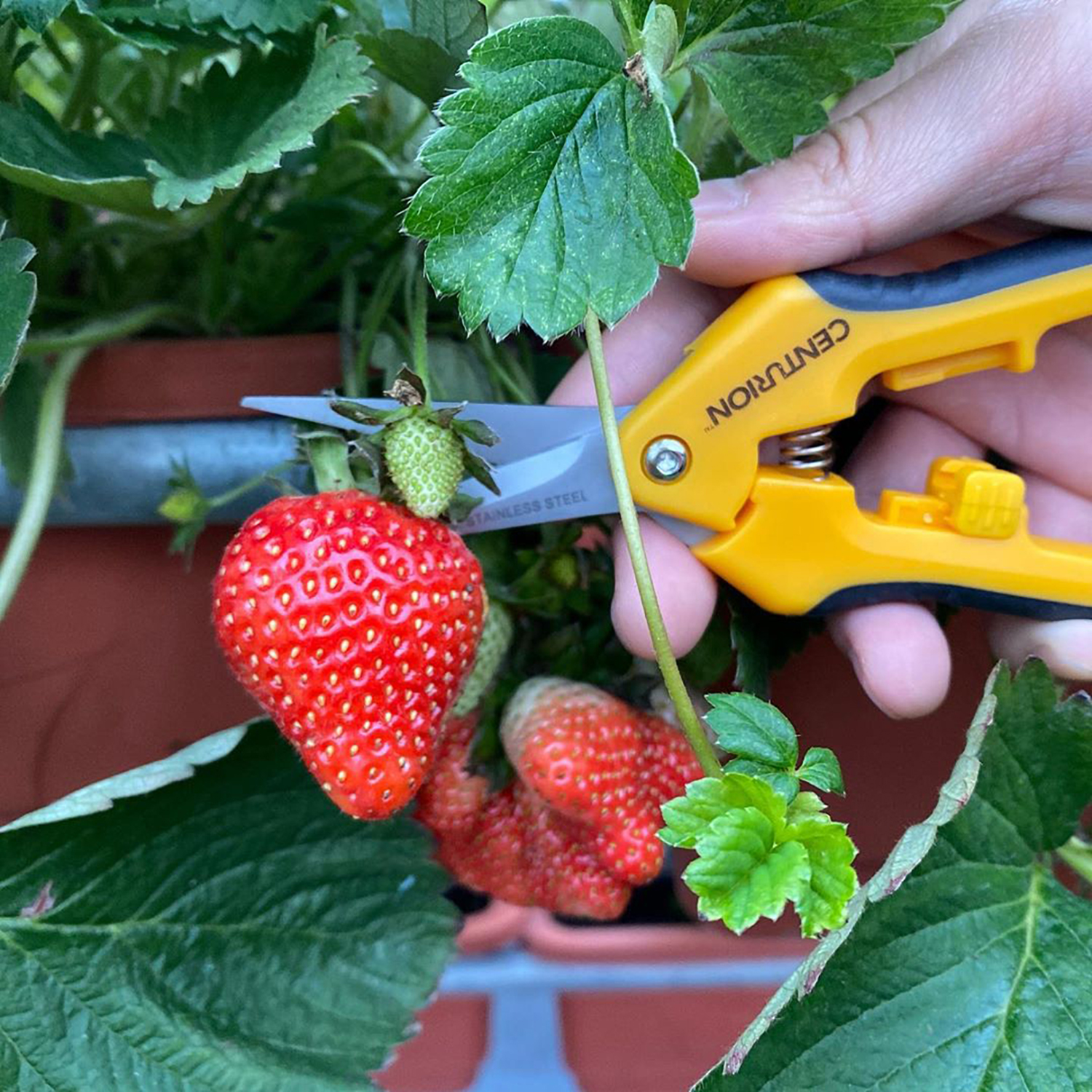 Fresh Off the Vine – Tomato Tips - Centurion Brands