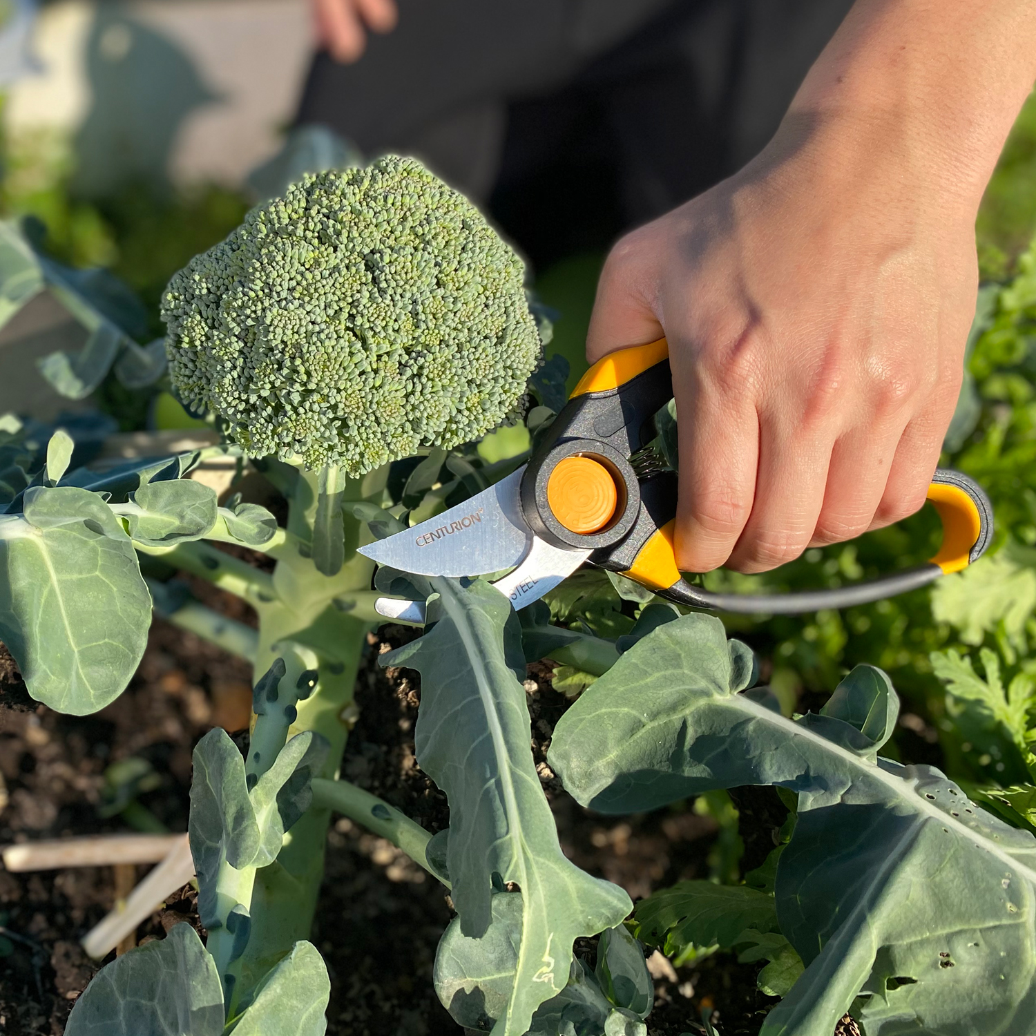 Choosing the Right Pruner for the Right Job - Centurion Brands