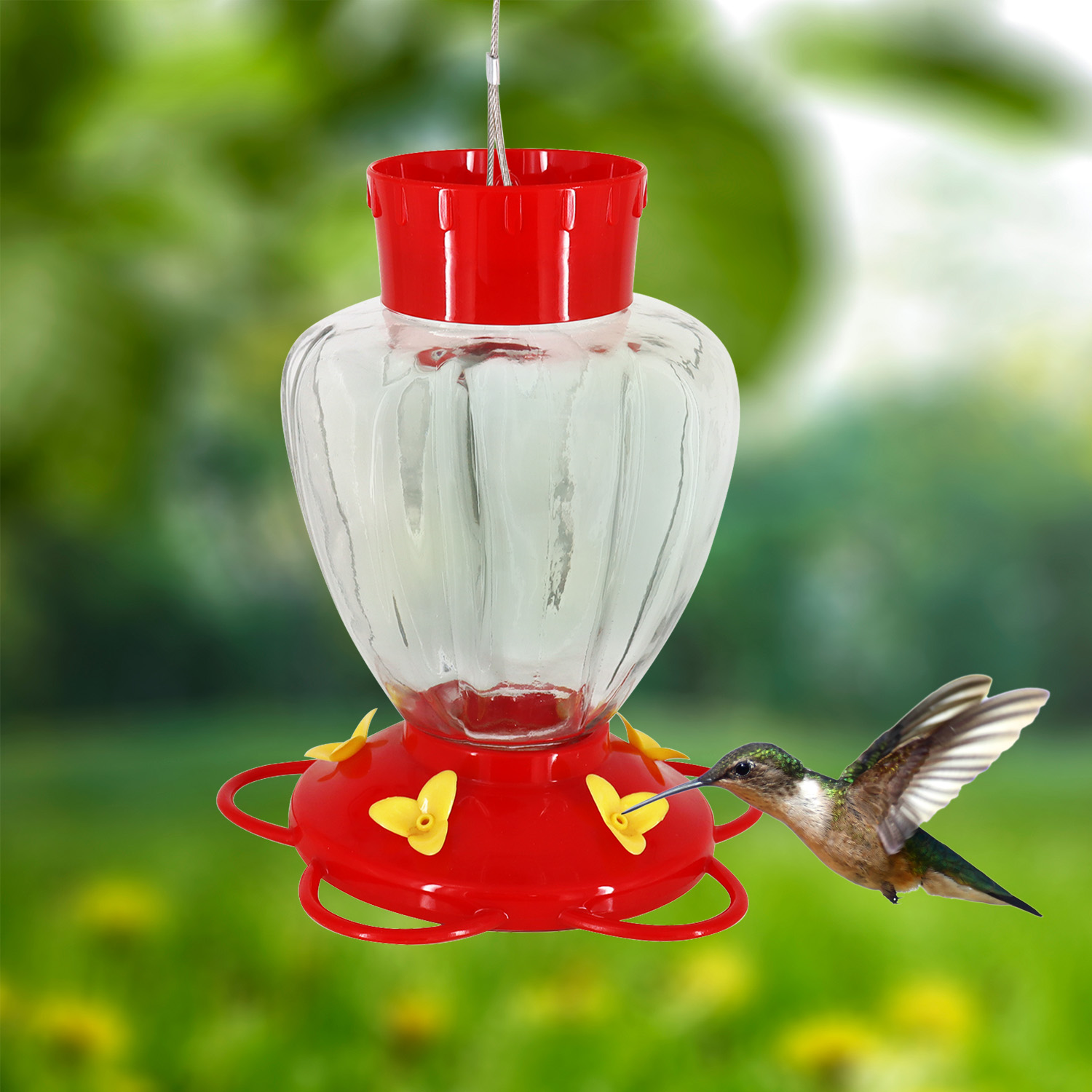 5 Simple Ways to Take Up Birding at Home - Centurion Brands